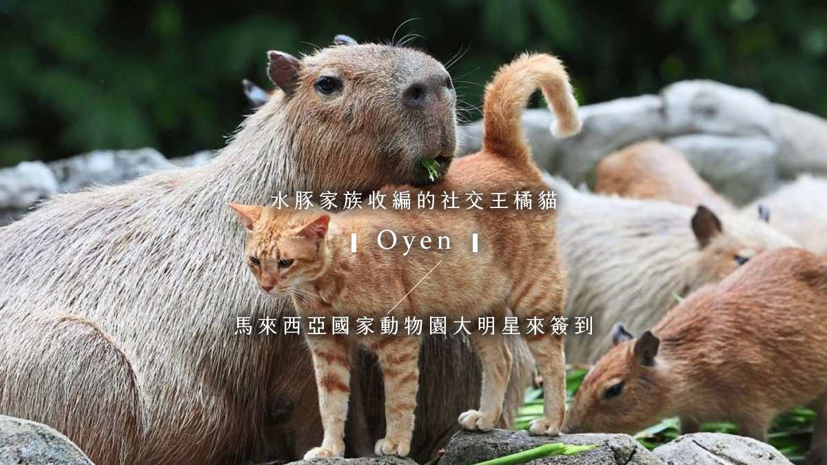 水豚家族收編的社交王橘貓Oyen! 馬來西亞國家動物園大明星來簽到! - 天天吃早餐